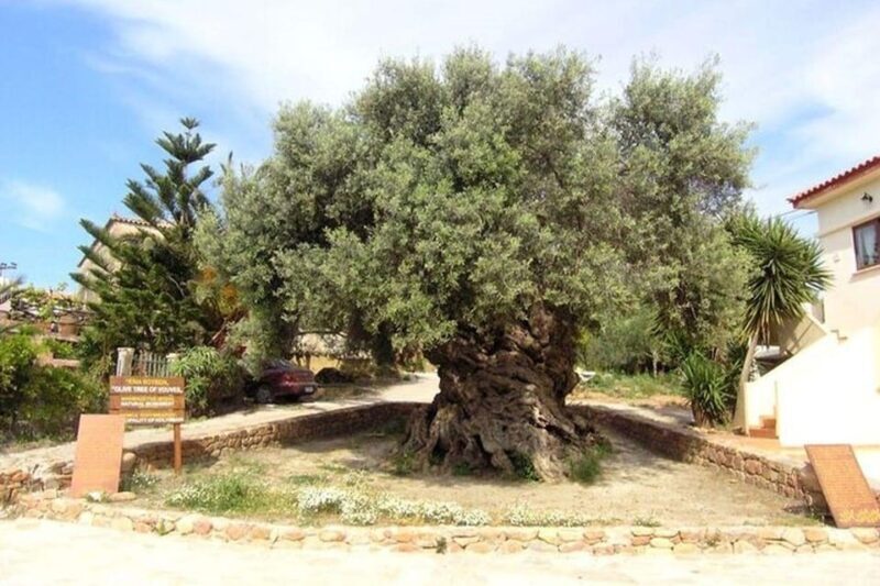 From Chania: Olive Oil, Wine, Cheese & Honey Tasting Tour - FAQs