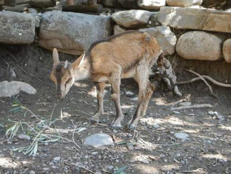 From Chania/Rethymno: Samaria Gorge Easy Way - FAQ