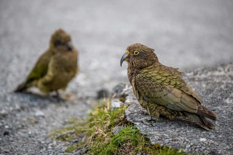 From Christchurch: Arthur's Pass with TranzAlpine & Lunch - Who Will Love This Tour?