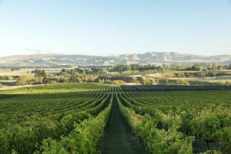 From Christchurch: Guided Local Wine Tours in Waipara - Authentic Reviews and Real Experiences