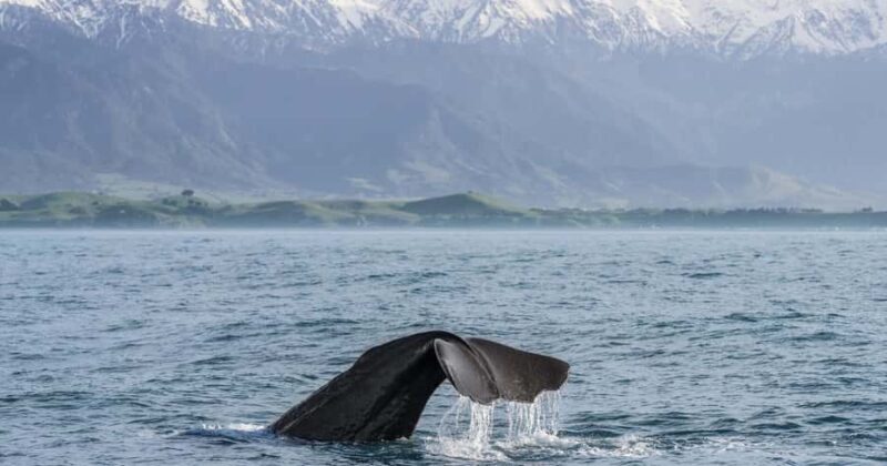 From Christchurch: Private Kaikoura Tour with Guide - Exploring Kaikoura: Marine Wildlife and Natural Beauty