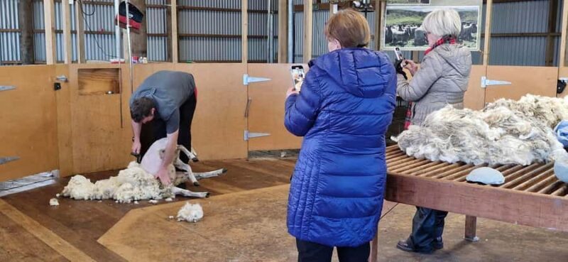 From Christchurch: Sheep Farm Experience with Lunch & Winery - FAQs