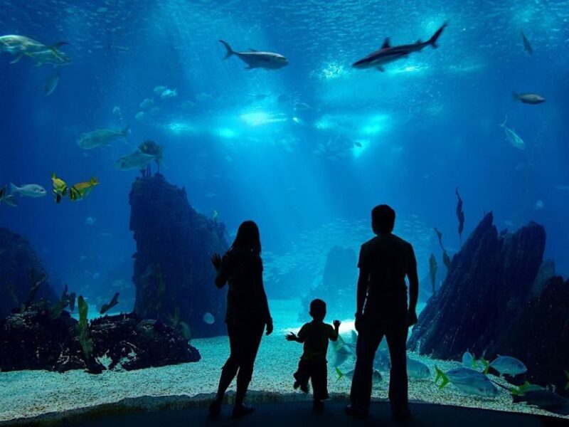 From city of Side: Antalya Aquarium Full-Day Trip - Who Should Consider This Tour?