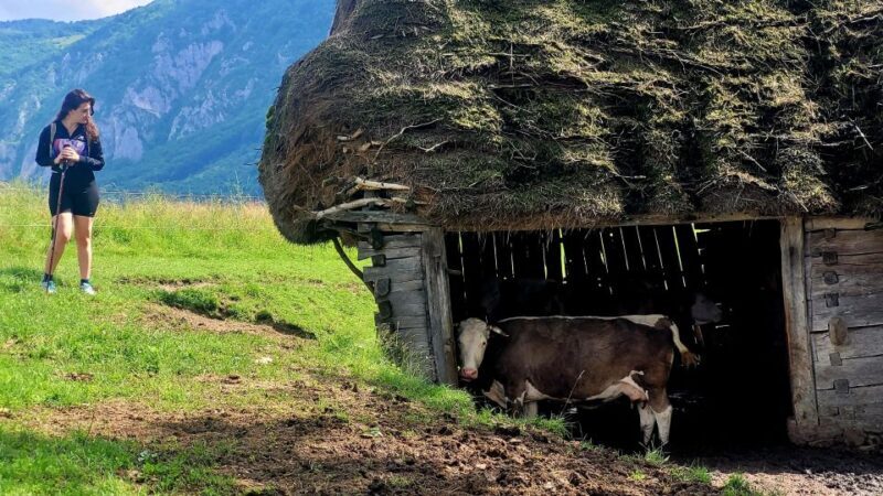 From Cluj-Napoca: Apuseni Mountains Hiking Guided Day Tour - Key Points  