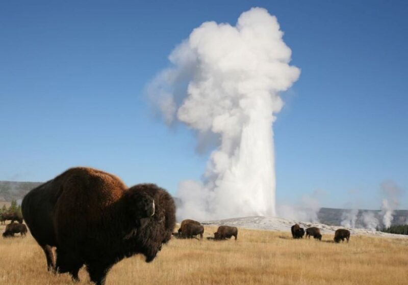 From Cody: Full-Day Yellowstone National Park Tour - FAQ