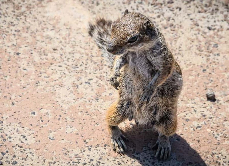 From Corralejo: Fuerteventura Guided E-Bike/E-scooter Tour - FAQ