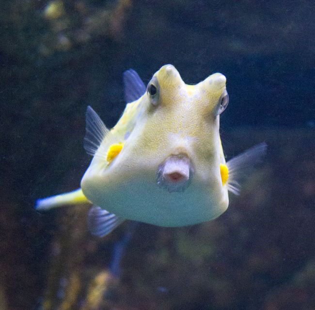 From Costa Brava: Barcelona Day Trip with Aquarium Visit - Key Points