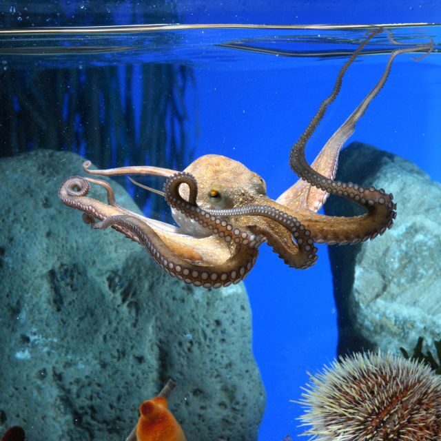 From Costa Brava: Barcelona Day Trip with Aquarium Visit - What to Expect on the Day Trip