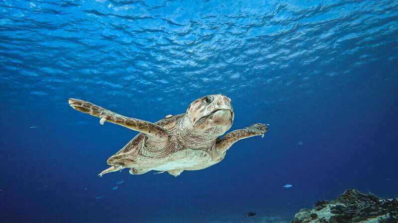 From Cozumel: Double Tank Scuba Diving for Certified Divers - Key Points