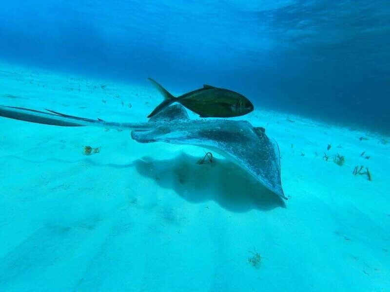 From Cozumel: El Cielo Beach by Catamaran Snorkeling Tour - FAQs