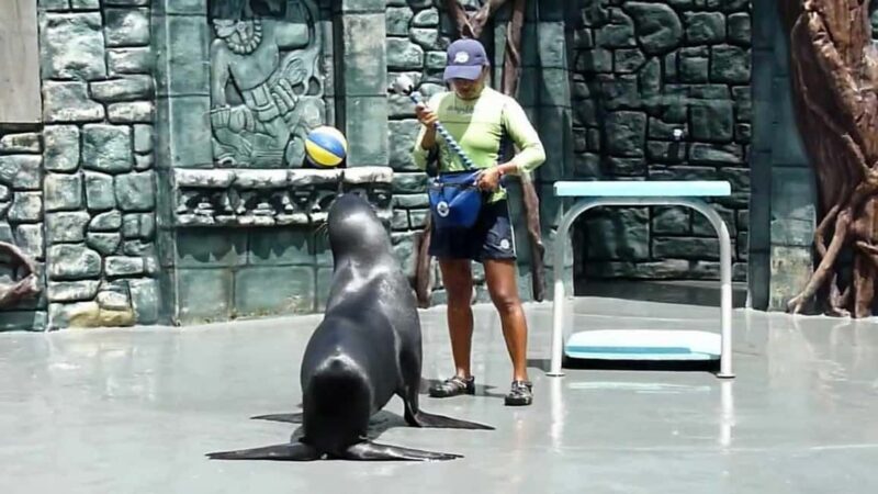 From Cozumel: Official Chankanaab Park Day Pass and Snorkel - FAQ