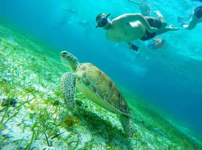 From Cozumel: Starfish, Stingrays and the Turtle Sanctuary - The Itinerary in Detail