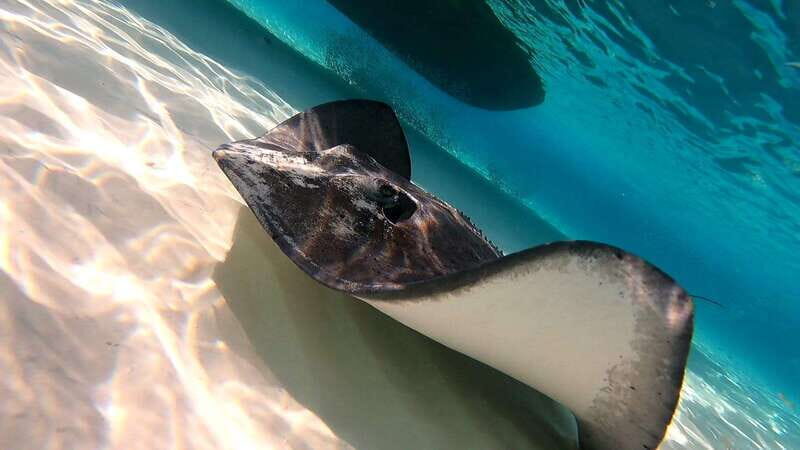 From Cozumel: Starfish, Stingrays and the Turtle Sanctuary - Value for Money