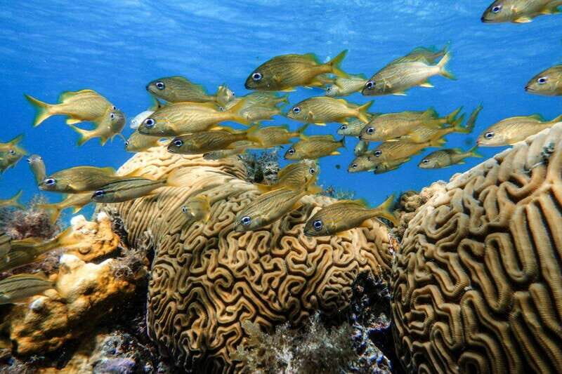 From Cozumel: Starfish, Stingrays and the Turtle Sanctuary - Challenges and Considerations