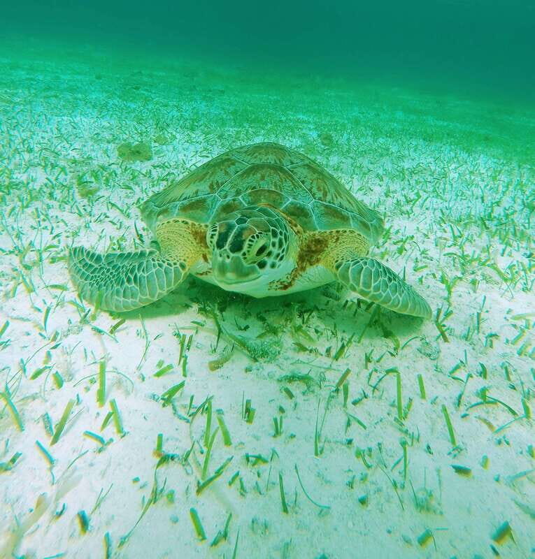From Cozumel: Starfish, Stingrays and the Turtle Sanctuary - Final Thoughts