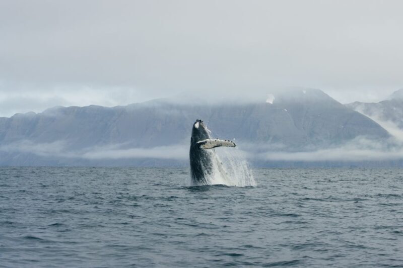 From Dalvik: Arctic Whale Watching in Northern Iceland - Additional Details and Practical Tips