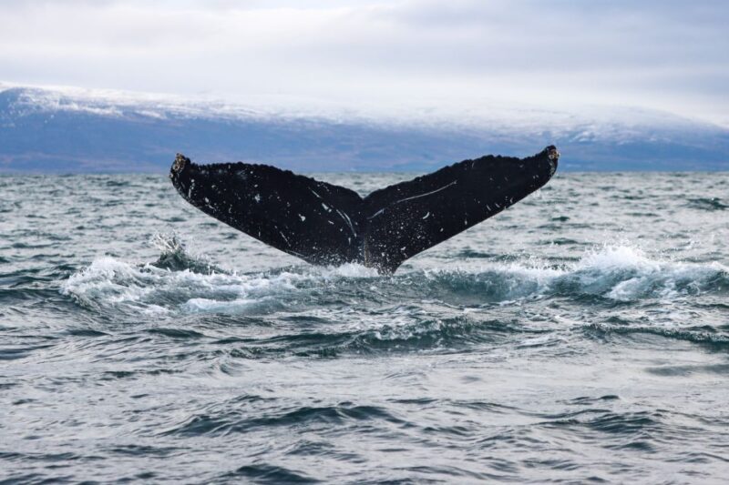 From Dalvik: Arctic Whale Watching in Northern Iceland - Who This Tour Is Perfect For