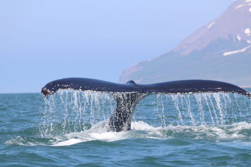 From Dalvik: Arctic Whale Watching in Northern Iceland - FAQ