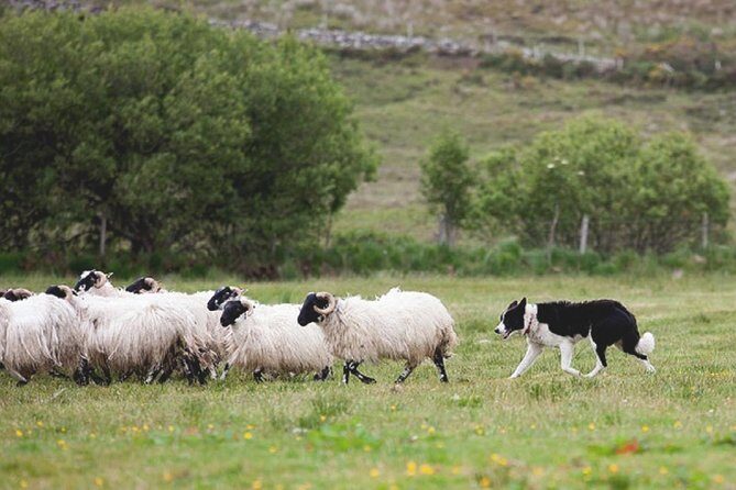 From Dublin: Wicklow, Glendalough, Waterfall & Sheepdog demo - FAQs