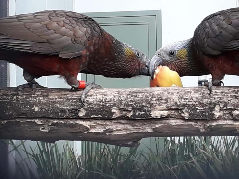 From Dunedin: City, Otago Peninsula & Albatross Guided Tour - Exploring Dunedin City