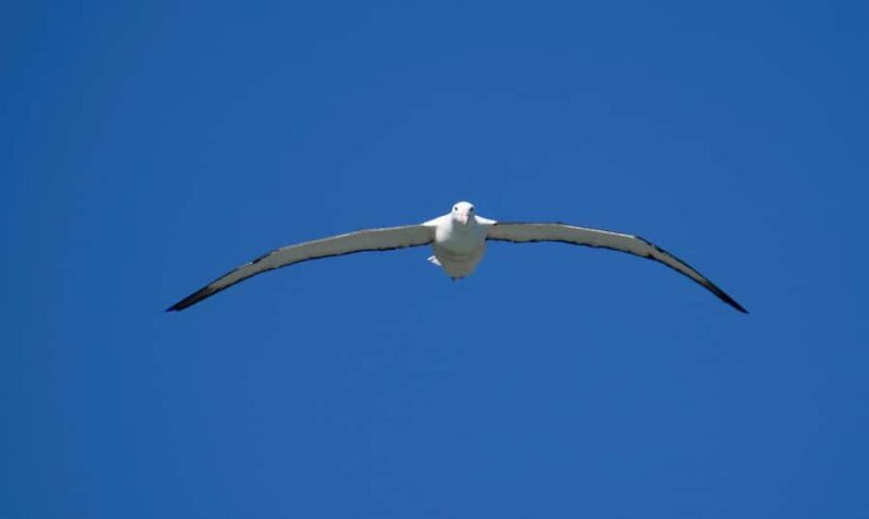 From Dunedin: City, Otago Peninsula & Albatross Guided Tour - The Royal Albatross Centre & Wildlife Viewing