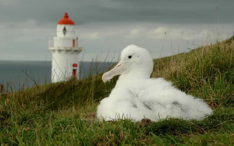 From Dunedin: City, Otago Peninsula & Albatross Guided Tour - End of the Tour