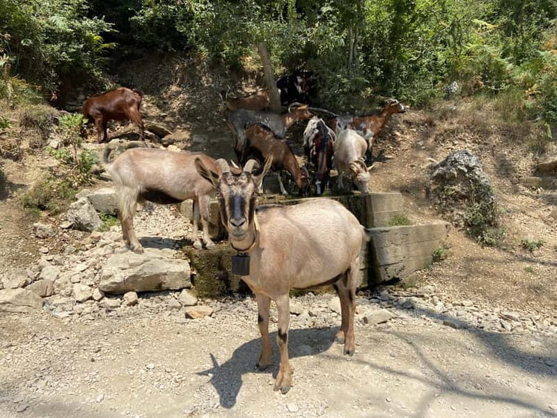 From Durres/Golem: Bovilla lake &Gamti Mountain Private tour - The Journey Begins: From Durres or Golem to Bovilla Lake