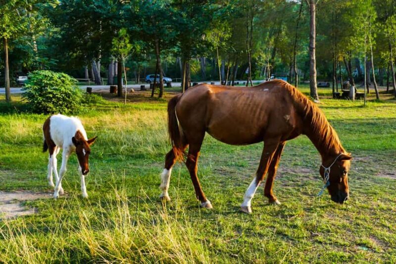 From Durrës: Karavasta Lagoon Boat & Watchtower Day Tour - Who Is This Tour Best For?