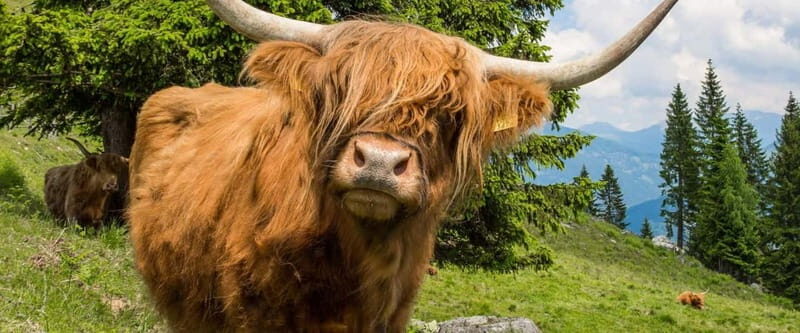 From Edinburgh: 3-Day Isle of Skye and Highlands Tour - Frequently Asked Questions