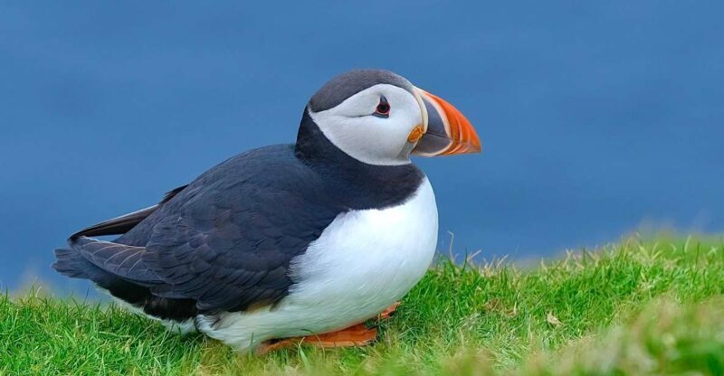 From Edinburgh: 6-Day Shetland & Nothernmost Explorer - The Sum Up
