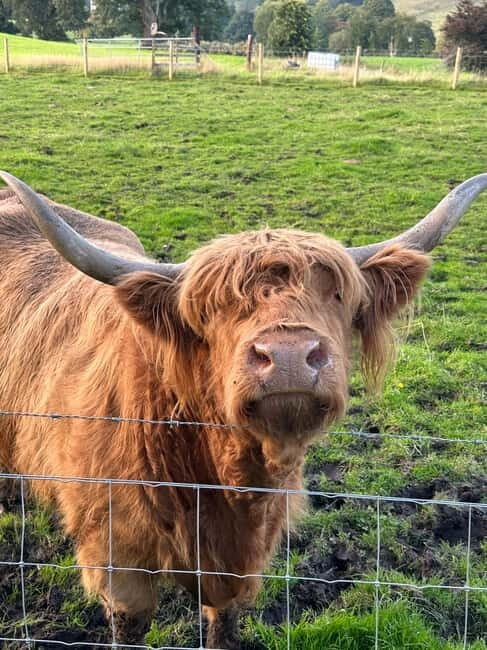 From Edinburgh: Glenfinnan, Fort William and Highland Cows - Who Is This Tour Best For?