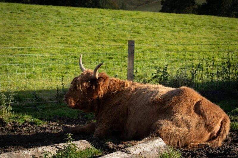 From Edinburgh: Loch Ness, Glencoe & Scottish Highlands Tour - Final Thoughts