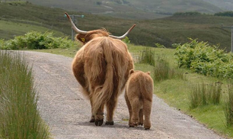 From Edinburgh: Loch Ness & Inverness Tour in Spanish - Final Verdict: Is This Tour Worth It?