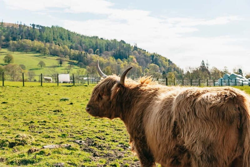 From Edinburgh: Loch Ness & Scottish Highlands Tour - FAQs