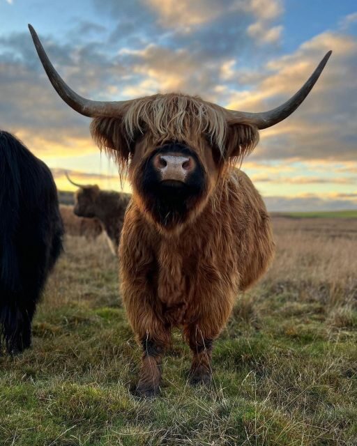 From Edinburgh: The Kelpies, Glencoe & Loch Lomond Day Tour - Key Points  