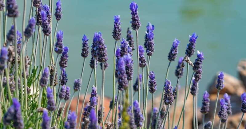 From Ensenada: Ojos Negros Valley Cheese & Wine Tasting Tour - Authenticity and Authentic Experiences