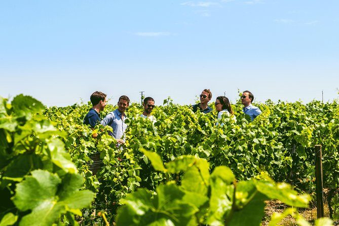 From Epernay: Champagne Small-Group tour with tastings & Lunch - FAQs