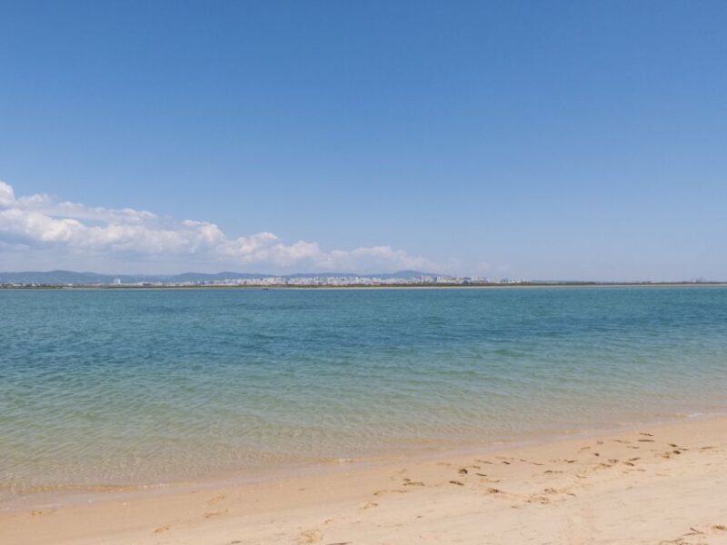 From Faro: 2-Hour Guided Bird Watching Boat Trip - Real Traveler Insights and Tips  