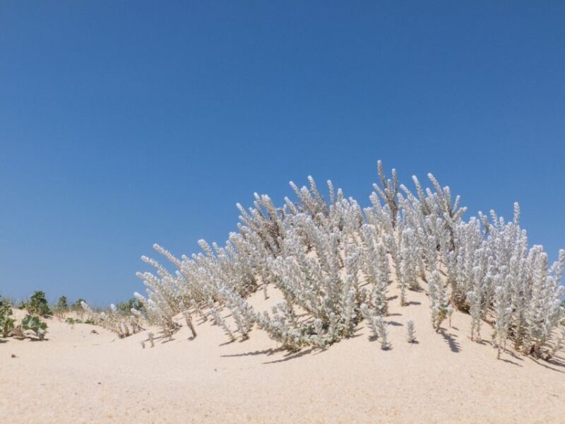 From Faro: 2-Hour Guided Bird Watching Boat Trip - Who Will Love This Tour?  