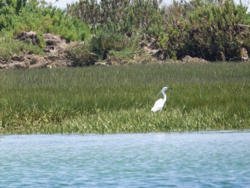 From Faro: 2-Hour Guided Bird Watching Boat Trip - Final Thoughts: Is This Tour Worth It?  