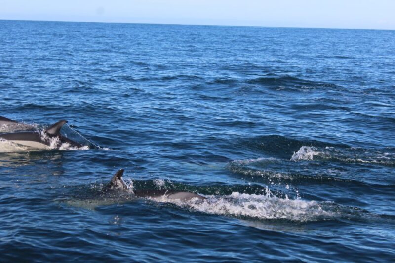 From Faro: Dolphin Watching & 2 Islands Tour - An Honest Breakdown of the Tour