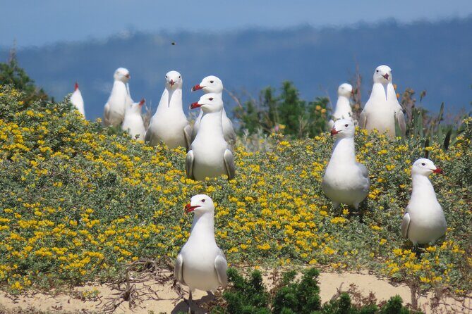 From Faro: Ria Formosa Eco Tour guided by Marine Biologist - Why You Should Consider This Tour  