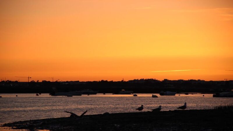 From Faro: Ria Formosa Sunset Boat Trip - Who Will Love This Tour?