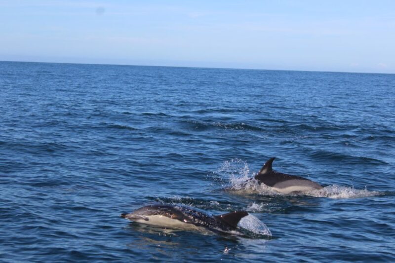 From Faro: Wildlife and Dolphin-Watching Speedboat Tour - Key Points