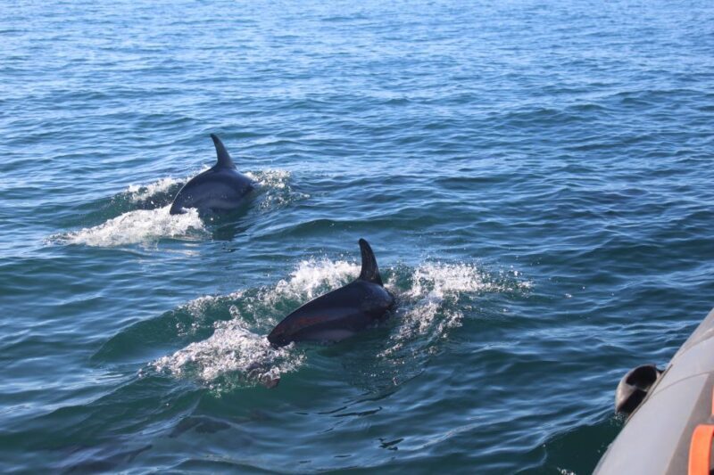 From Faro: Wildlife and Dolphin-Watching Speedboat Tour - FAQs