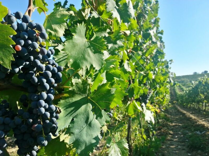 From Florence: Chianti Tour with Two Wine and Food Tastings - The Scenic and Cultural Value