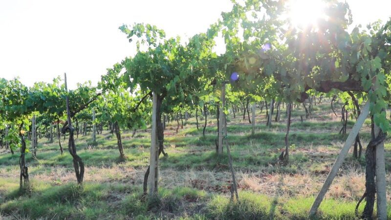 From Florence: Chianti Tour with Two Wine and Food Tastings - Who Will Love This Tour?