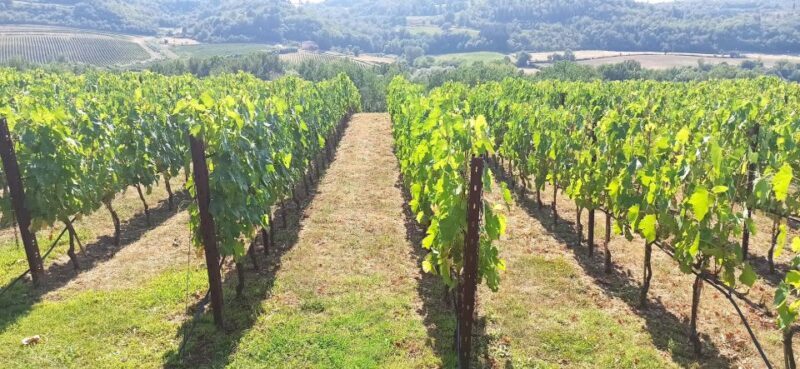 From Florence: Pisa/Chianti Half Day Tour with Wine Tasting - Tasting at a Traditional Tuscan Farm