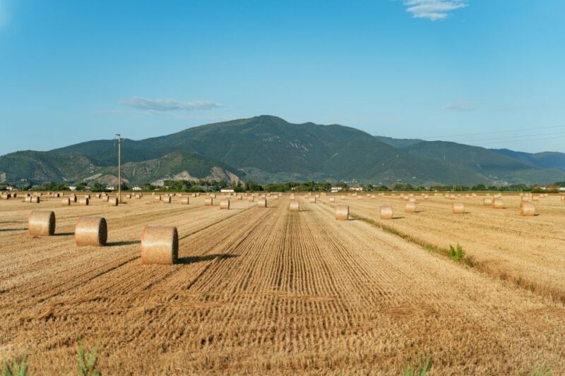 From Florence: Siena, San Gimignano, Pisa & Lunch at Winery - Final Thoughts