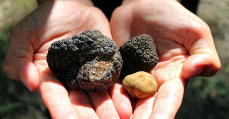 From Florence: Truffle Hunting with Lunch & Transportation - FAQ